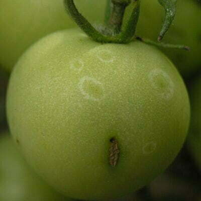Botrytis | Gray Mold (Botrytis Cinerea) - DryGair Greenhouse Dehumidifiers
