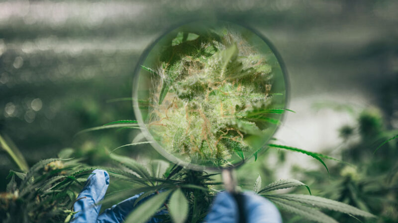 How to Prevent Bud Rot - Expert Tips for Large-Scale Cannabis Producers ...