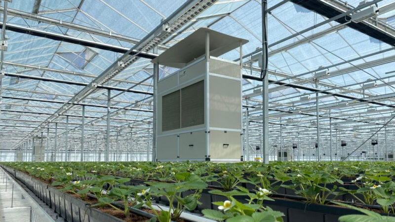 What Are the Ideal Conditions for a Strawberry Greenhouse? - DryGair