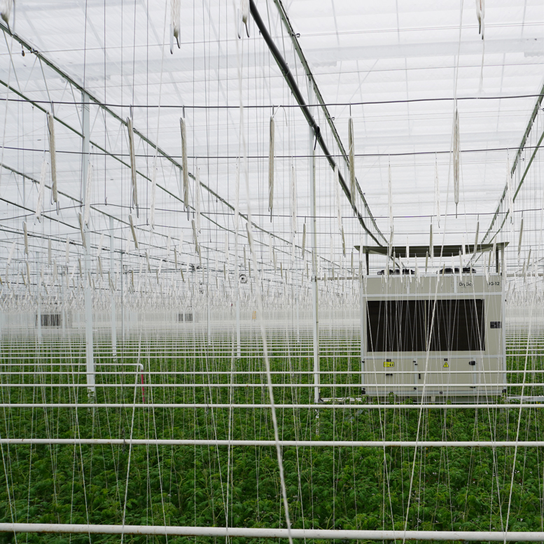 U.N. FAO GAP Report Recommends Active Dehumidification for Vegetable ...