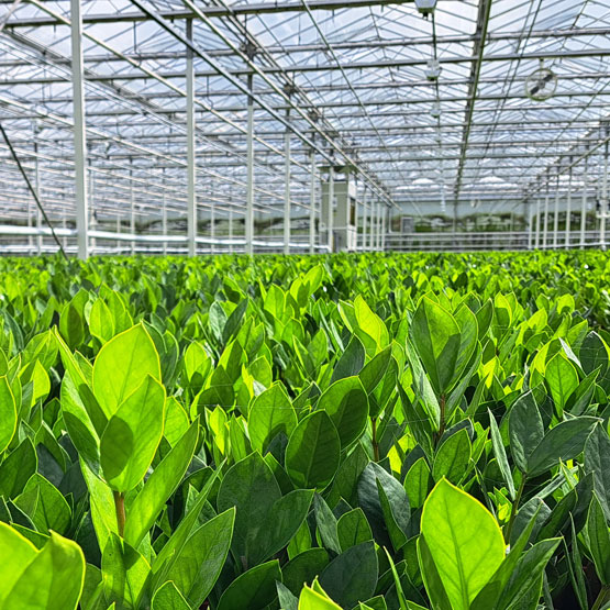 Van Winden Success Story with DryGair Greenhouse Dehumidifiers